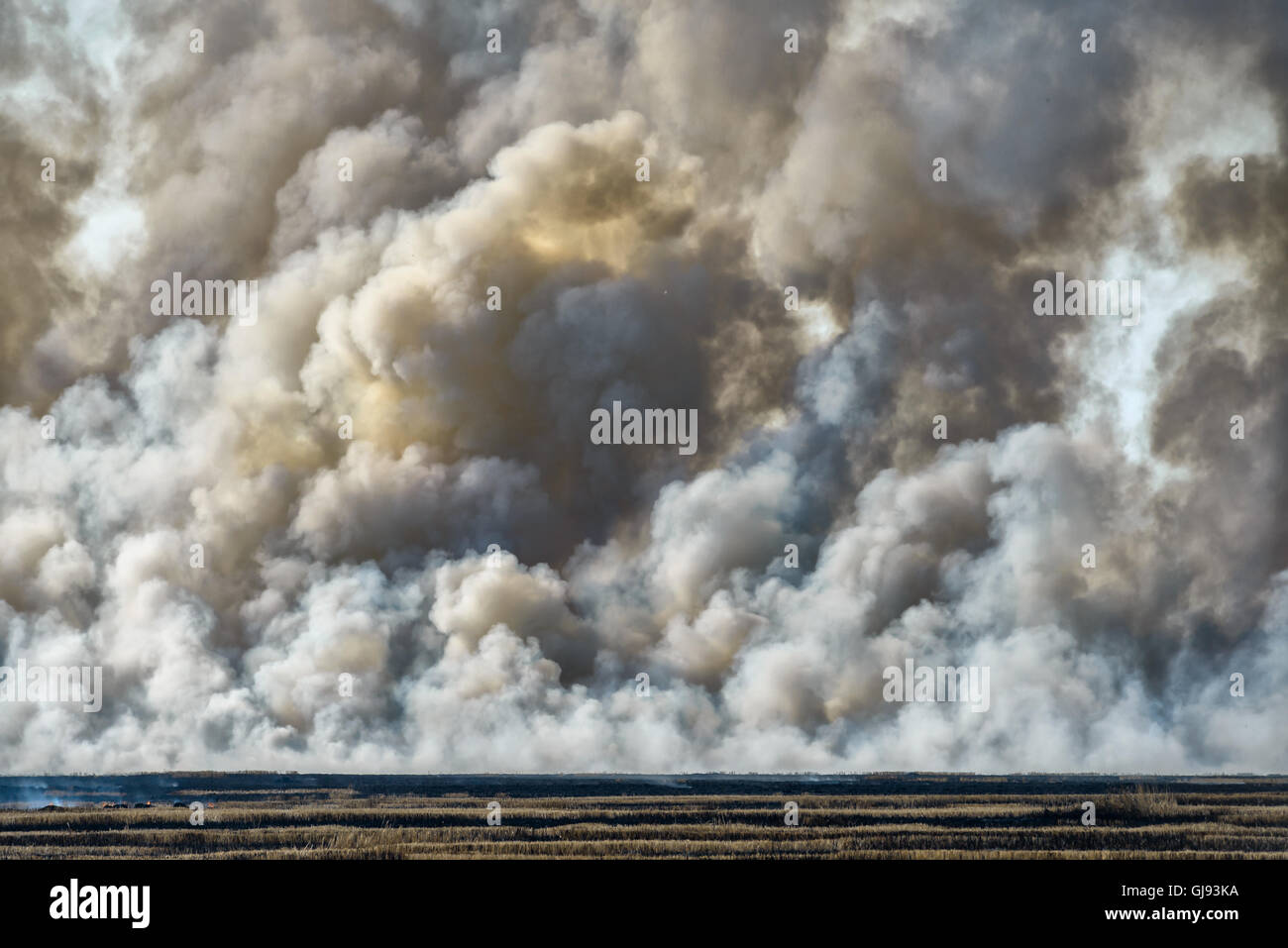 Fire on wheat field close up Stock Photo - Alamy