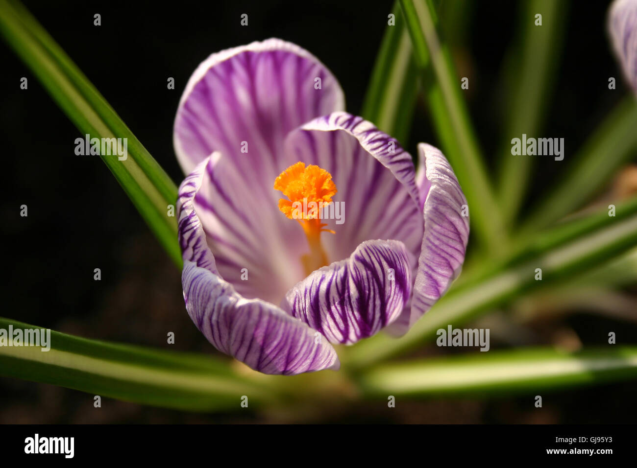 Violet Crocus flower Stock Photo - Alamy