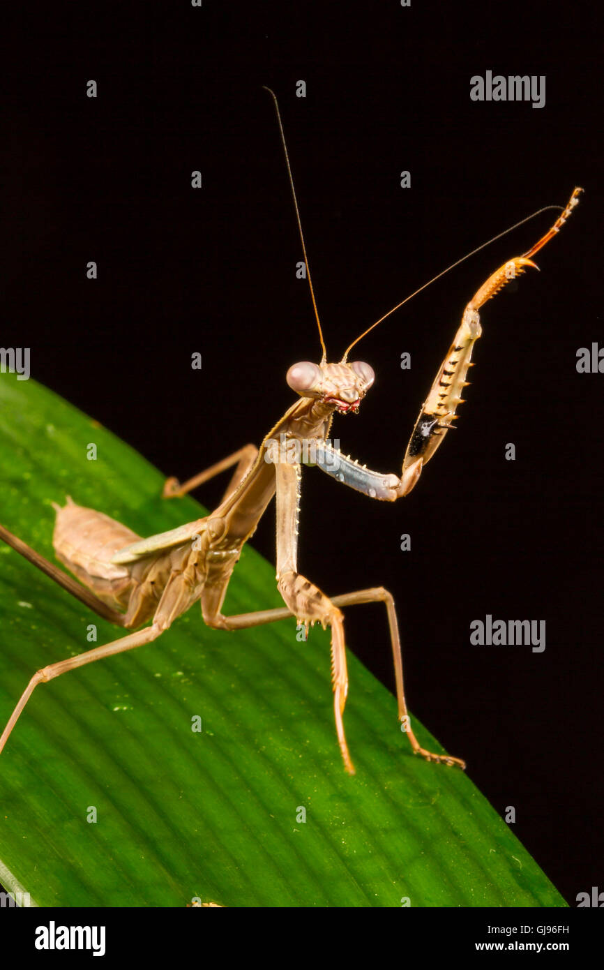 Griffin mantis hi-res stock photography and images - Alamy