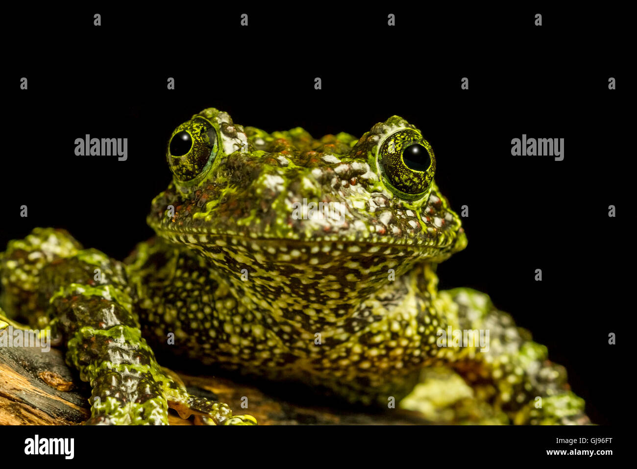 Vietnam frog hi-res stock photography and images - Alamy