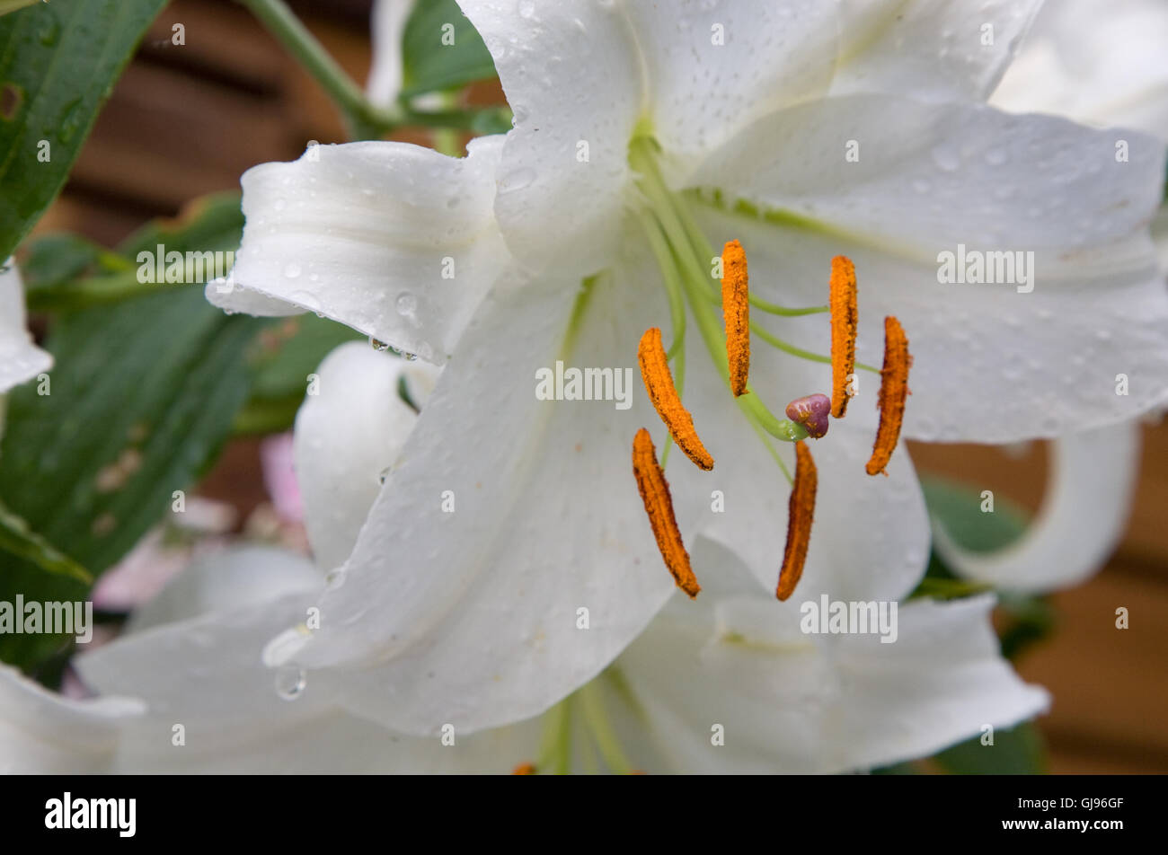 Lily drop hi-res stock photography and images - Alamy