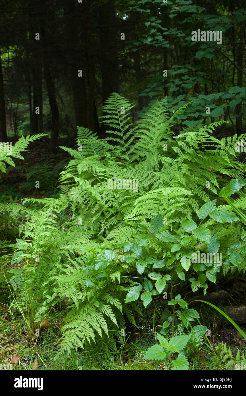 Large fern bunch in summertime shady deciduous stand,Bialowieza Forest ...