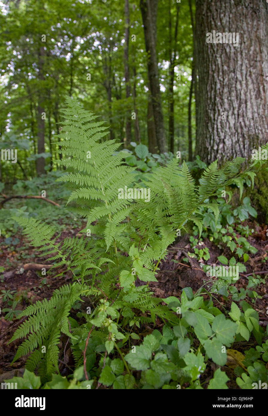 Large fern bunch in summertime shady deciduous stand,Bialowieza Forest ...