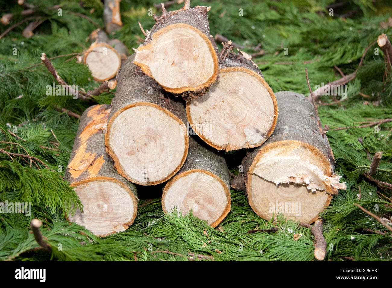 pile of cut fire wood Stock Photo - Alamy