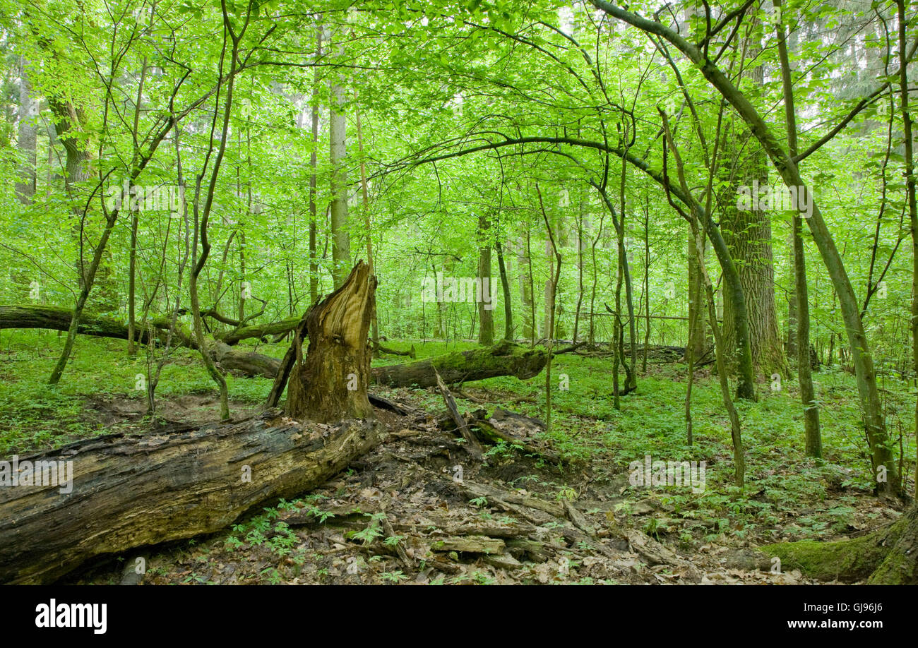 Natural deciduous forest landscape with dead tree and young hornbeam ...