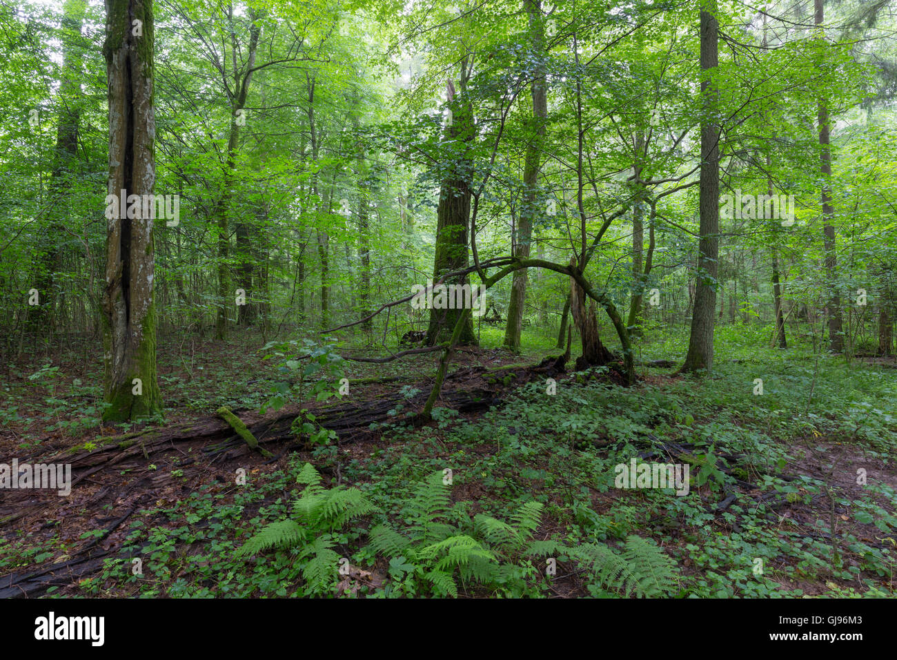 Natural deciduous stand of Bialowieza Forest with some old trees and ...