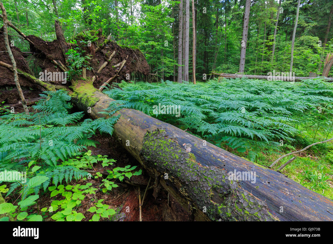 Broken log hi-res stock photography and images - Alamy