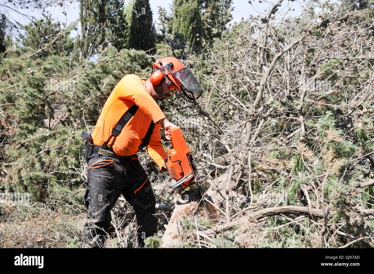 Reduce deforestation hi-res stock photography and images - Alamy