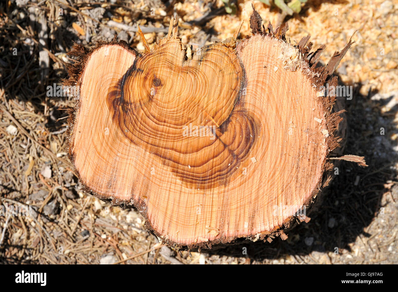 Annual Growth Rings Stock Photos & Annual Growth Rings Stock Images - Alamy