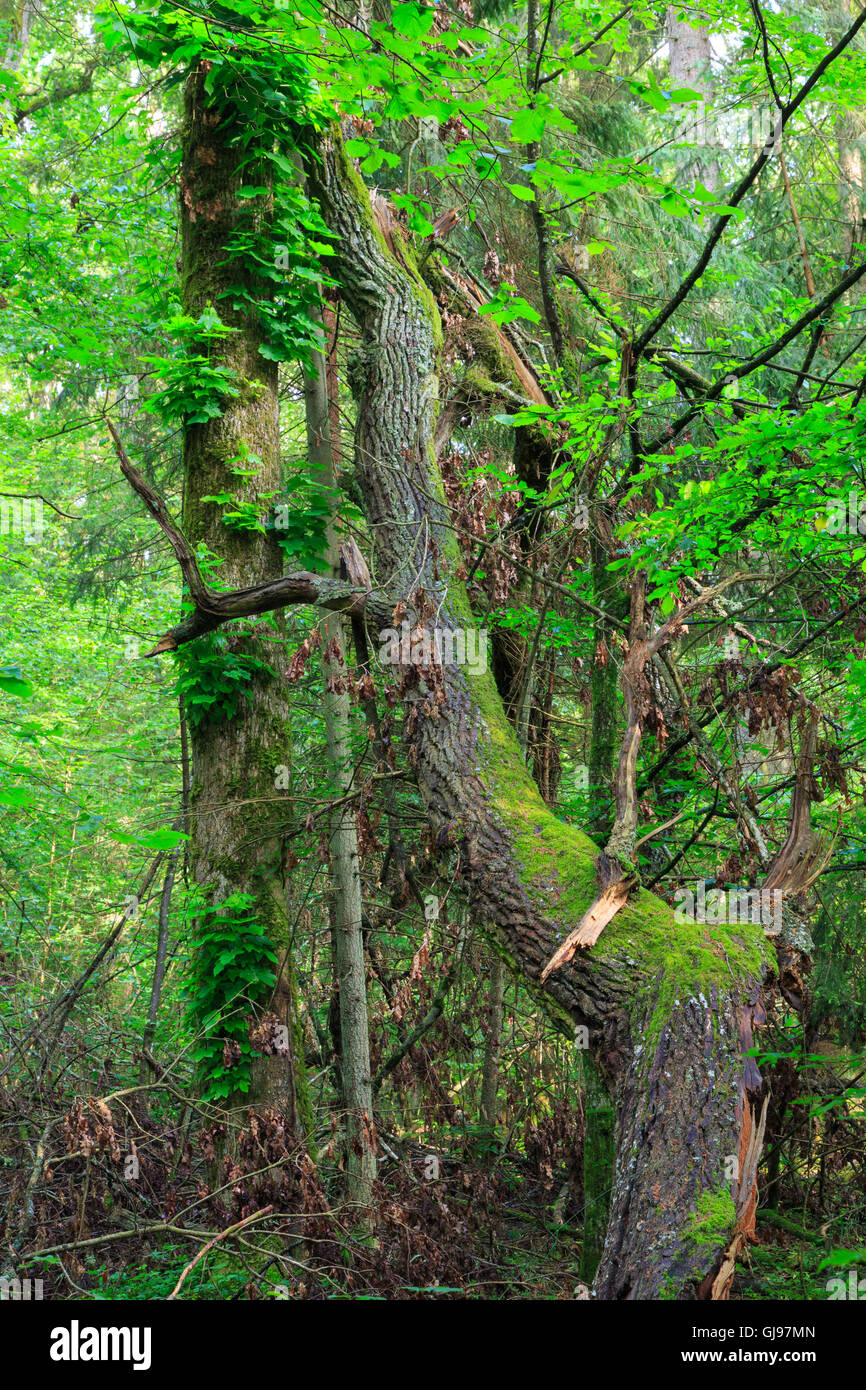 Broken branch hi-res stock photography and images - Alamy