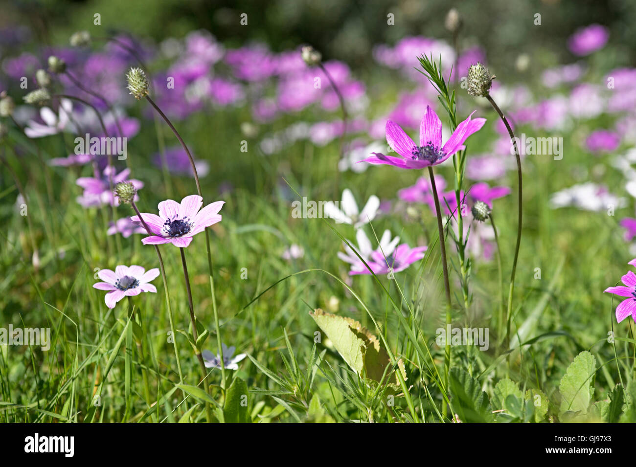 Wild anemones (Anemone coronaria) growing on a meadow Stock Photo - Alamy