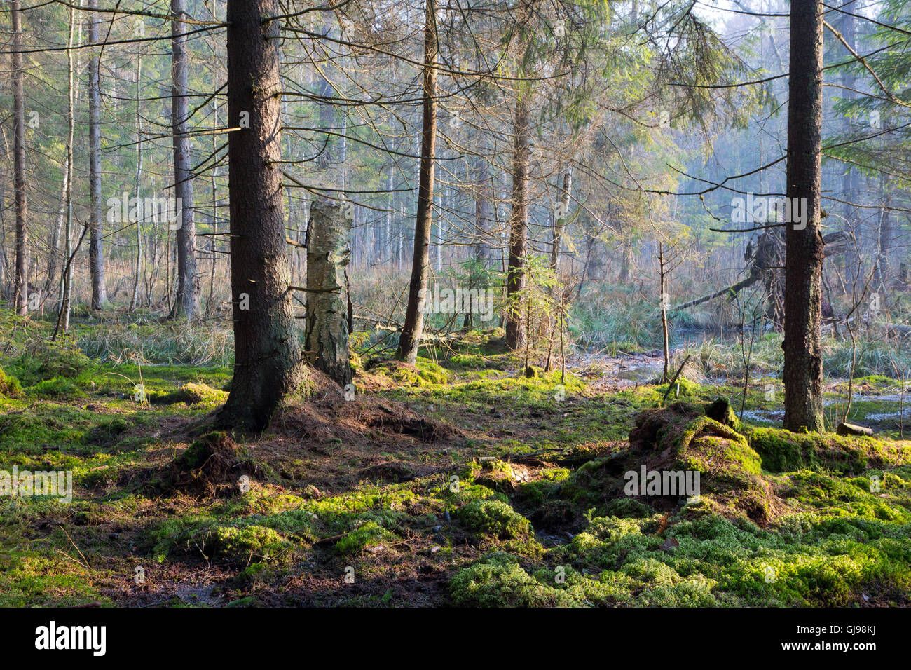 Swampy spruce forest hi-res stock photography and images - Alamy