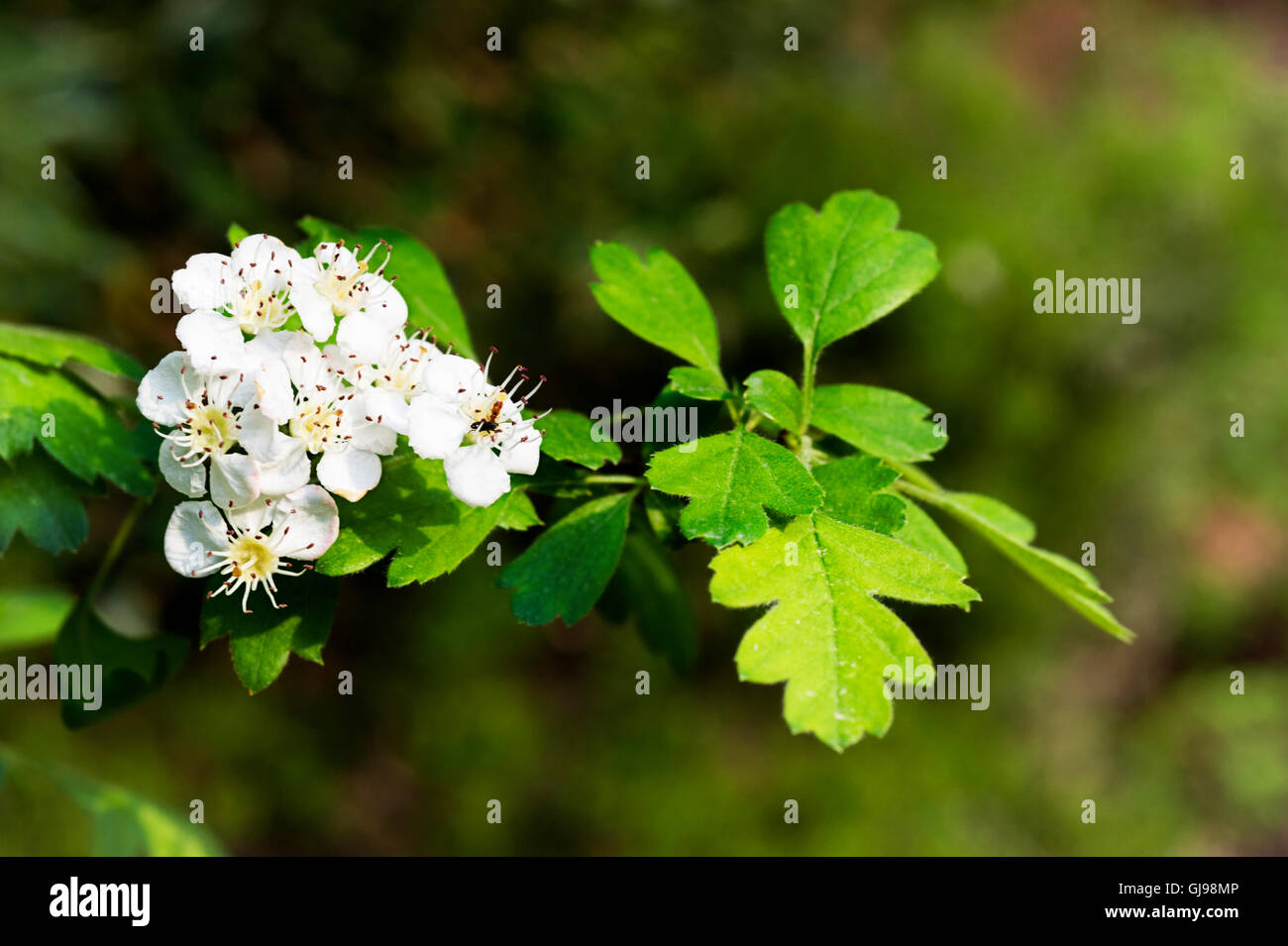 Azarole hawthorn crataegus azarolus hi-res stock photography and images ...