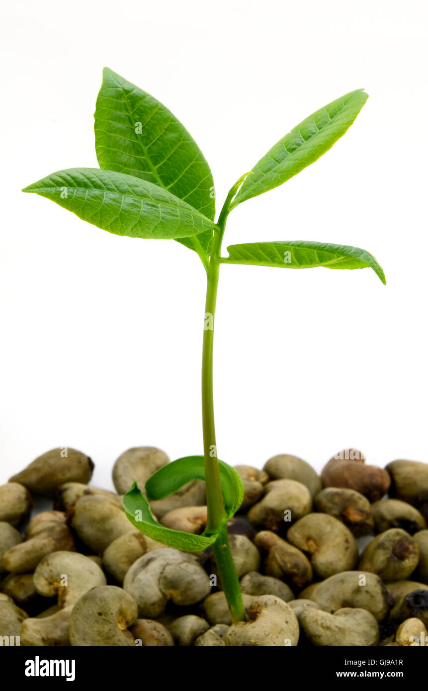 Cashew tree hi-res stock photography and images - Alamy