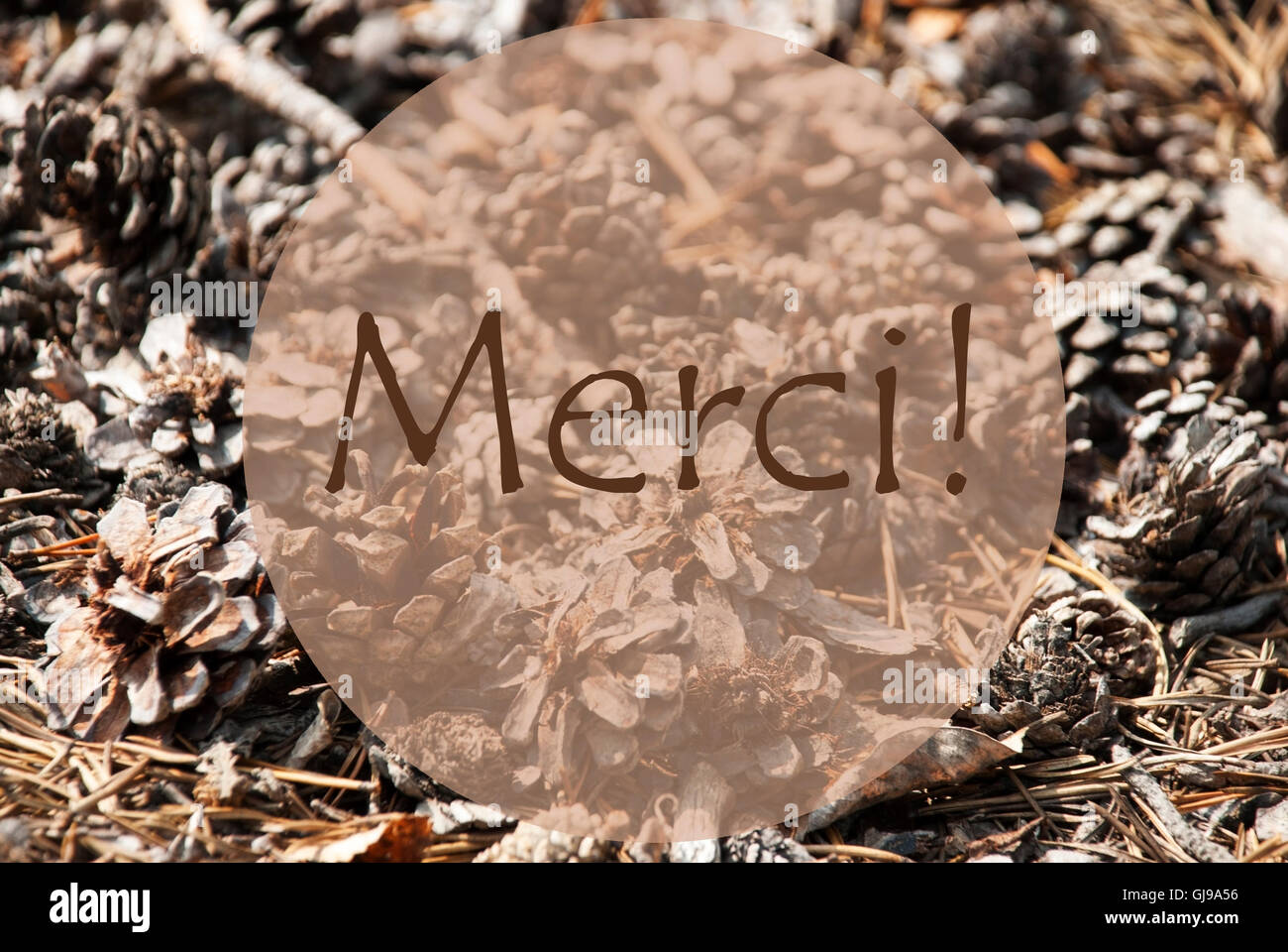 Autumn Greeting Card, Merci Means Thank You Stock Photo - Alamy