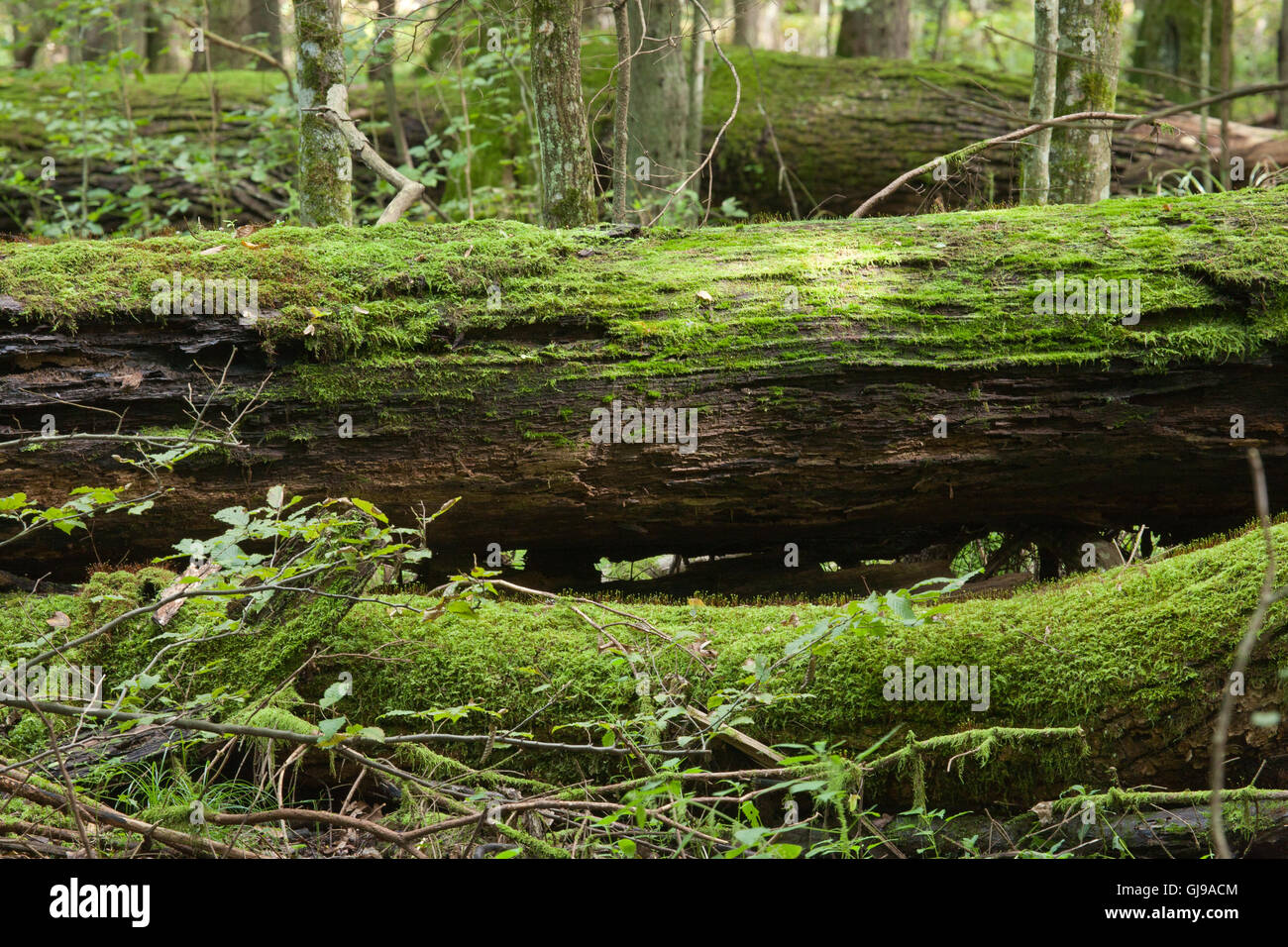 Dead oak lying moss wrapped among deciduous trees in summer,Bialowieza ...