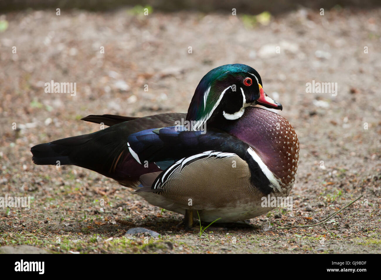 Carolina duck (Aix sponsa), also known as the wood duck Stock Photo - Alamy