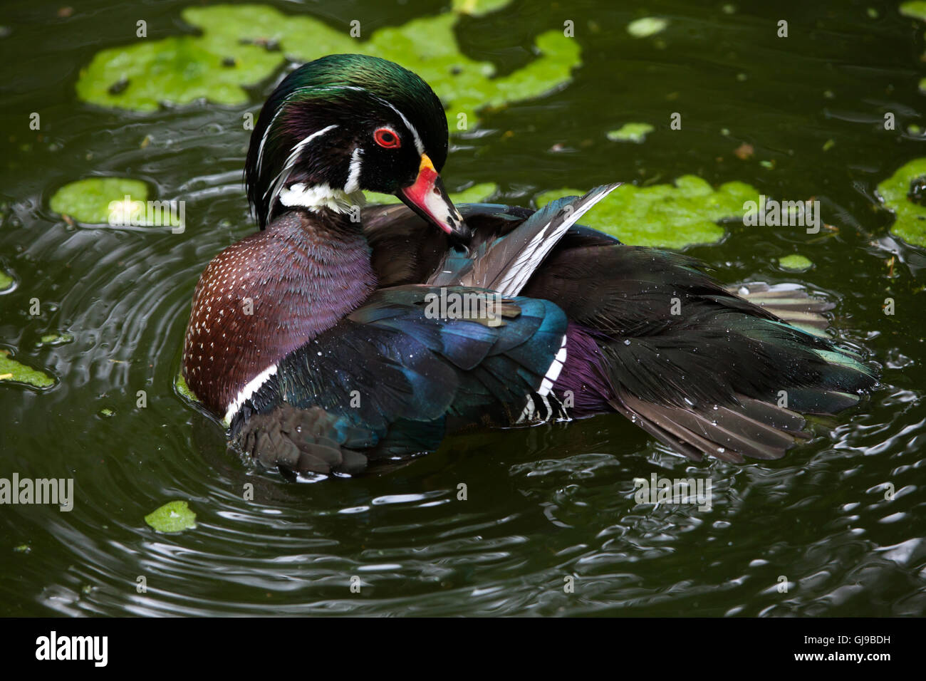 Carolina duck (Aix sponsa), also known as the wood duck Stock Photo - Alamy