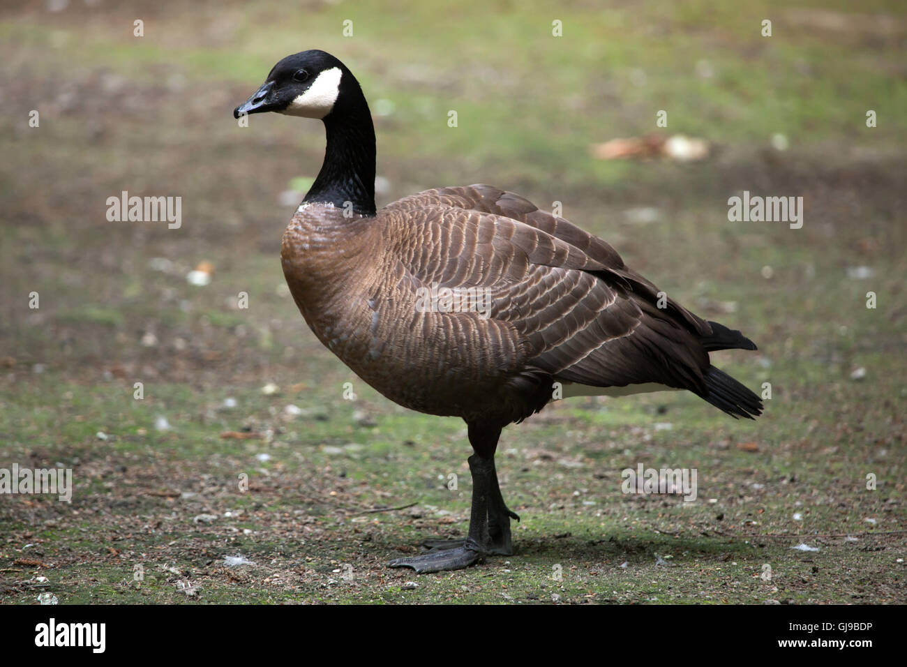 Canada goose (Branta canadensis Stock Photo - Alamy