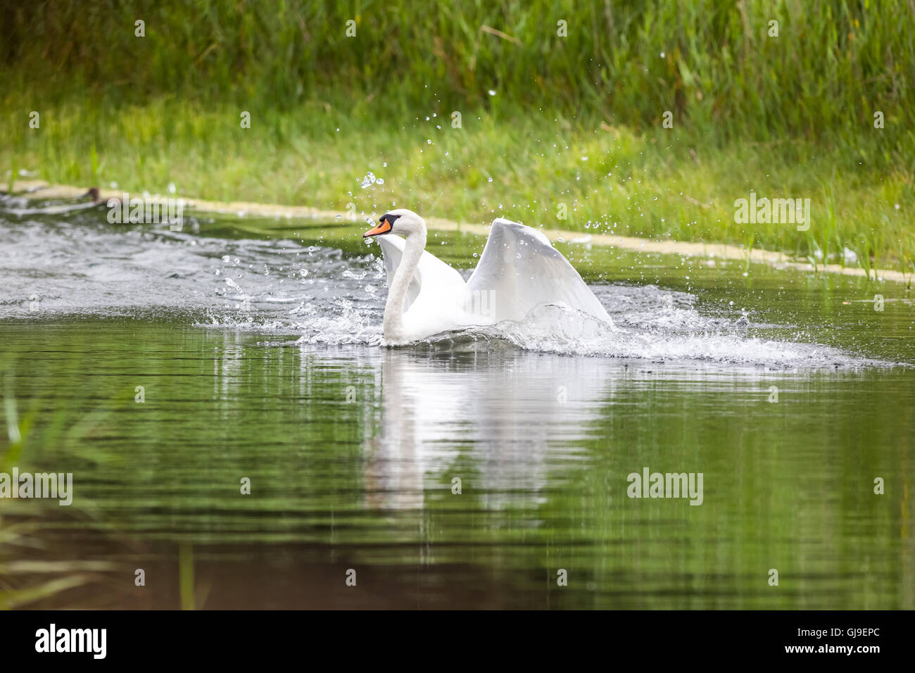 White swan playing swimming in hi-res stock photography and images - Alamy