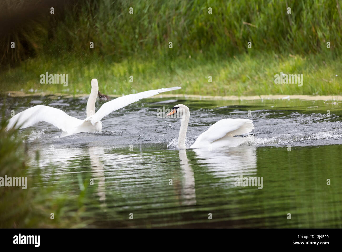 White swan playing swimming in hi-res stock photography and images - Alamy