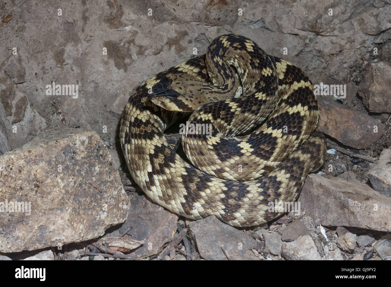 Western Black-tailed Rattlesnake, (Crotalus molossus), Ruby Road ...
