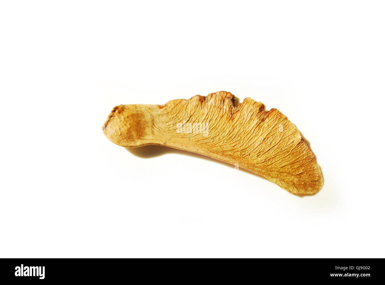 Detail flora seed Cut Out Stock Images & Pictures - Alamy