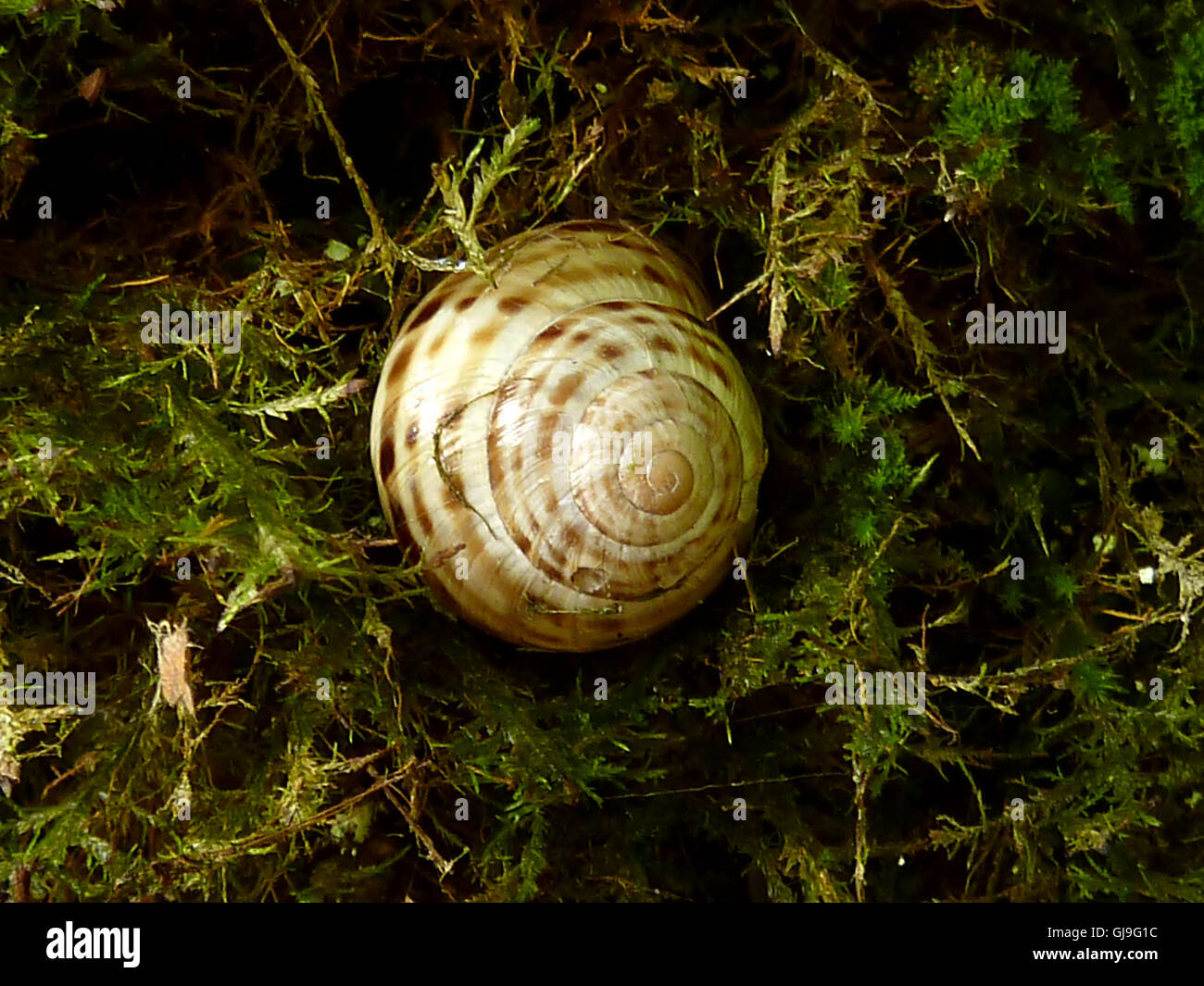Snail shell in vegetation Stock Photo - Alamy
