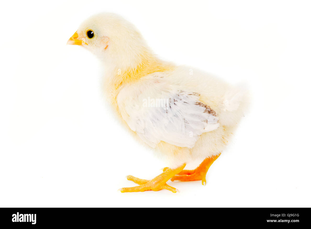 Chicken born hi-res stock photography and images - Alamy
