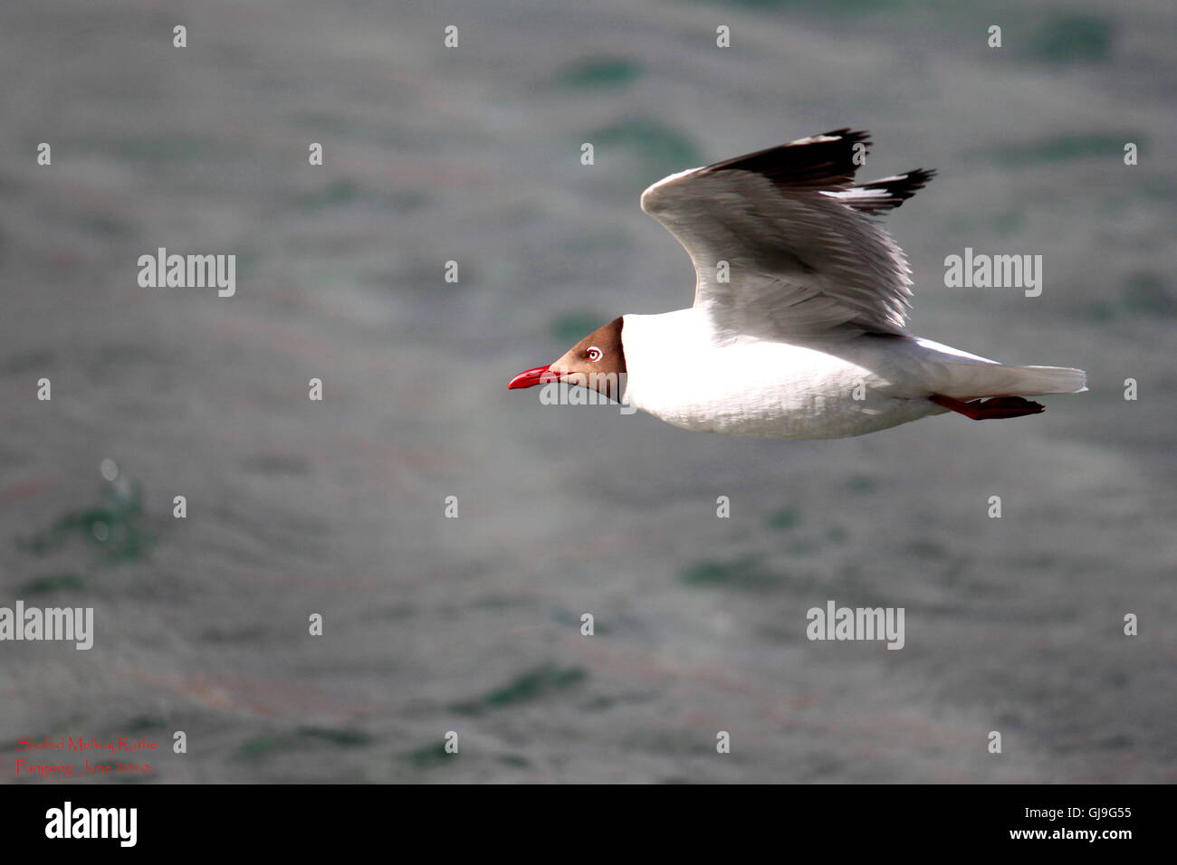 Red Beaked Seagull Stock Photo - Alamy