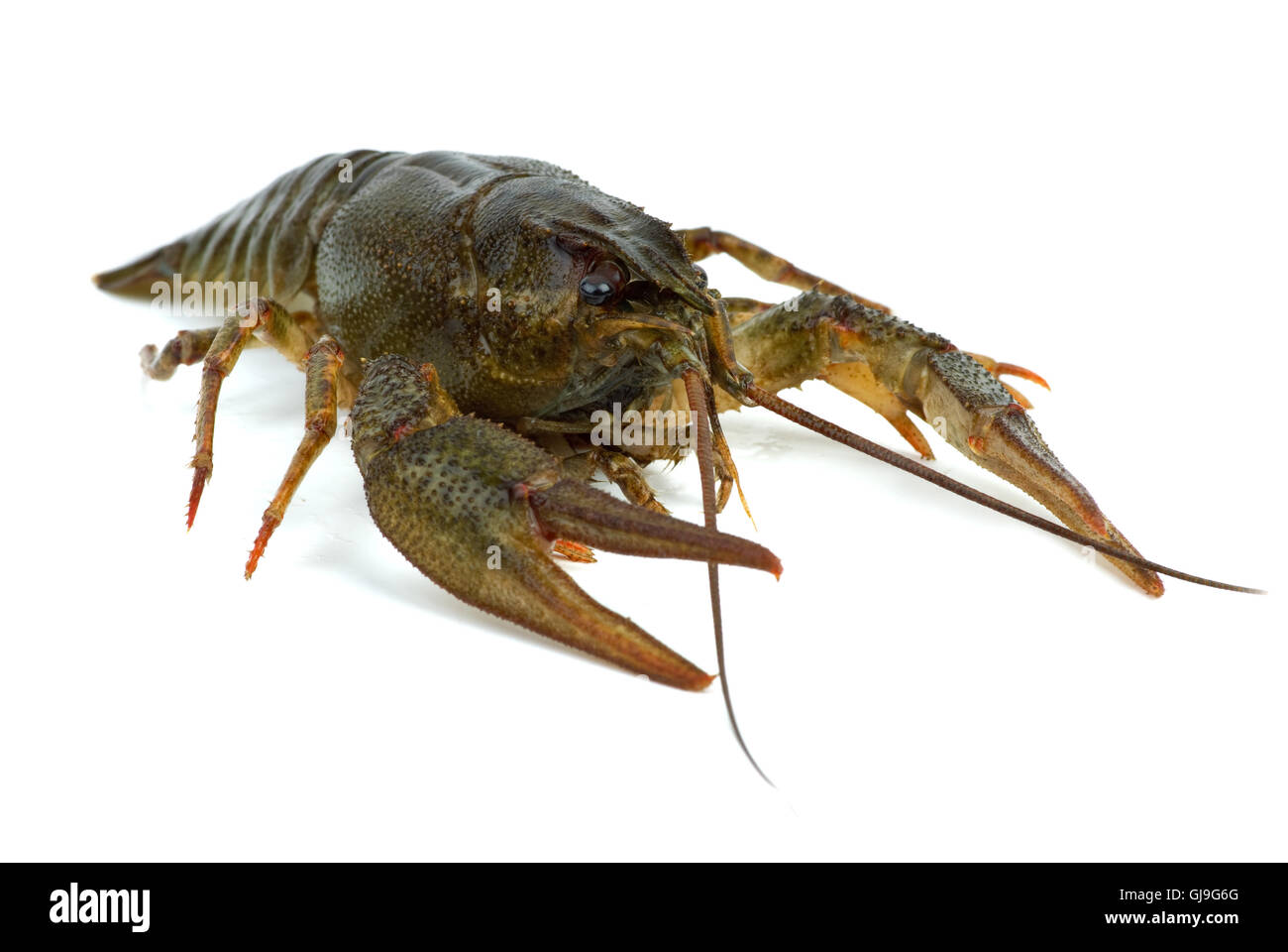 Lobster claw one hi-res stock photography and images - Alamy