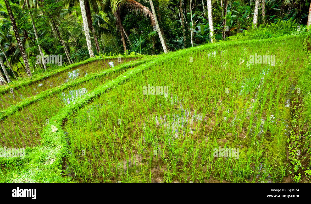 Indonesian rice terrace Stock Photo - Alamy
