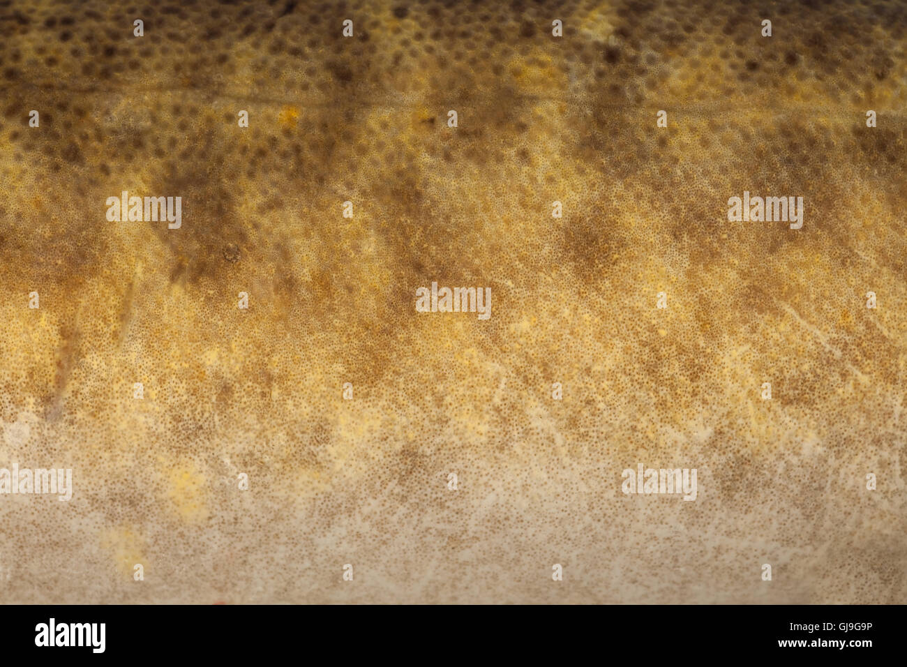 Burbot (Lota lota) skin close-up Stock Photo - Alamy