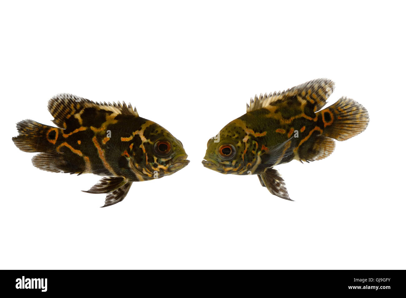 Two angel fish hi-res stock photography and images - Alamy