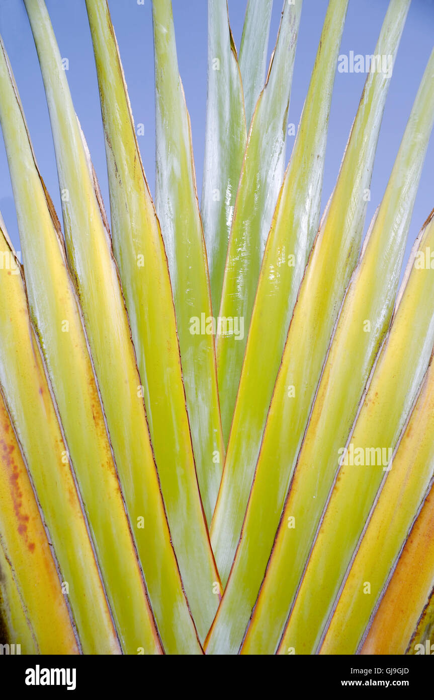Folded palm leaf hi-res stock photography and images - Alamy