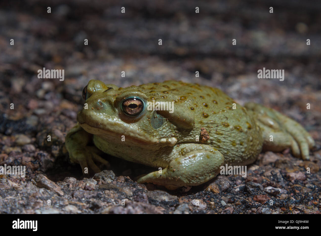 Sonoran Desert Toad, (Incilius alvarius), soaking up moisture from a ...
