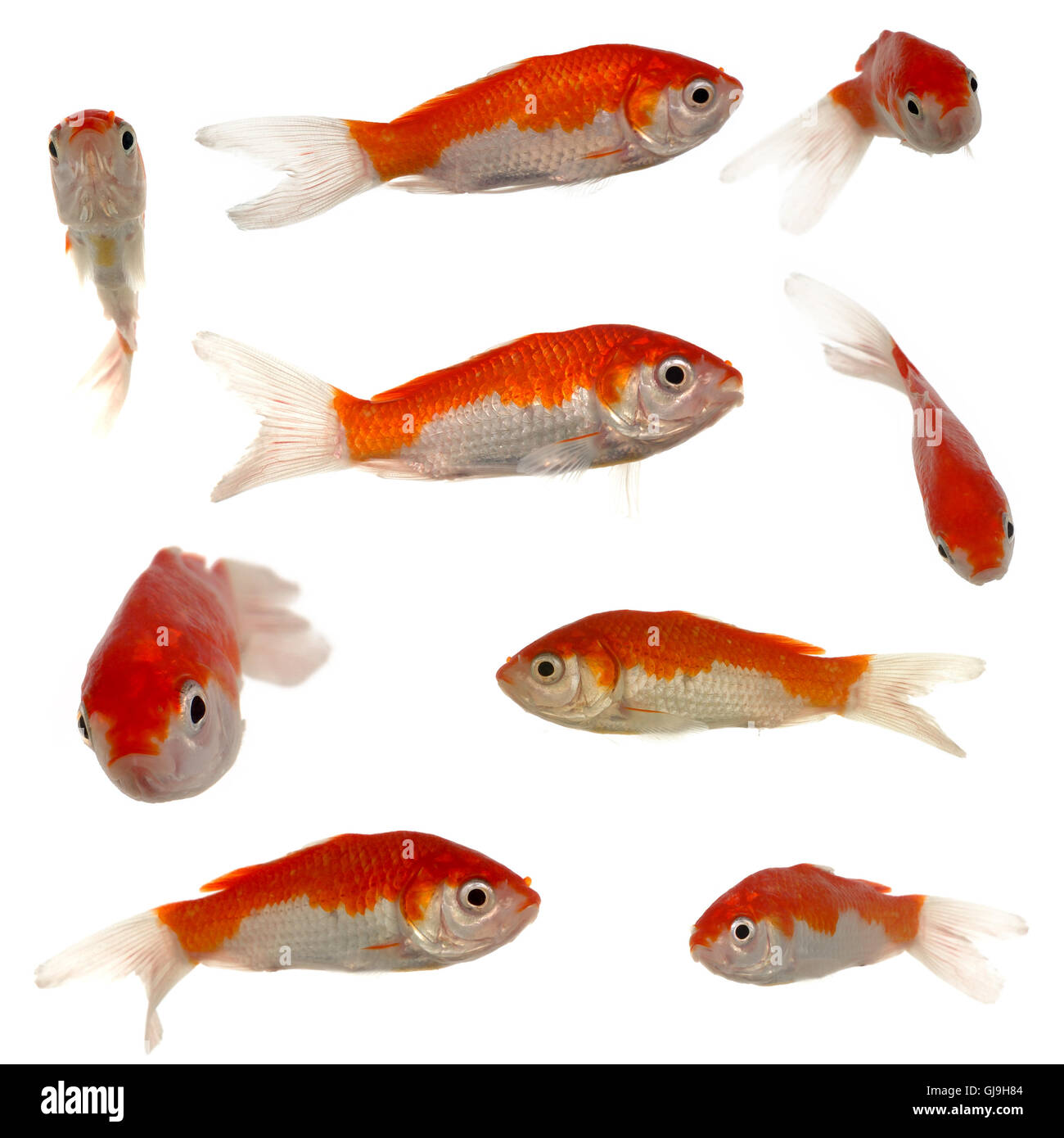 Japanese goldfish Cut Out Stock Images & Pictures - Alamy