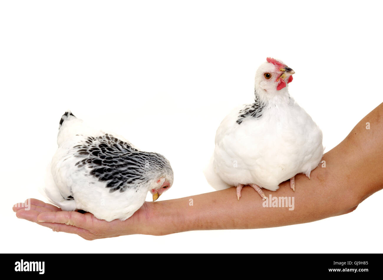 Chickens female bird animals hi-res stock photography and images - Alamy