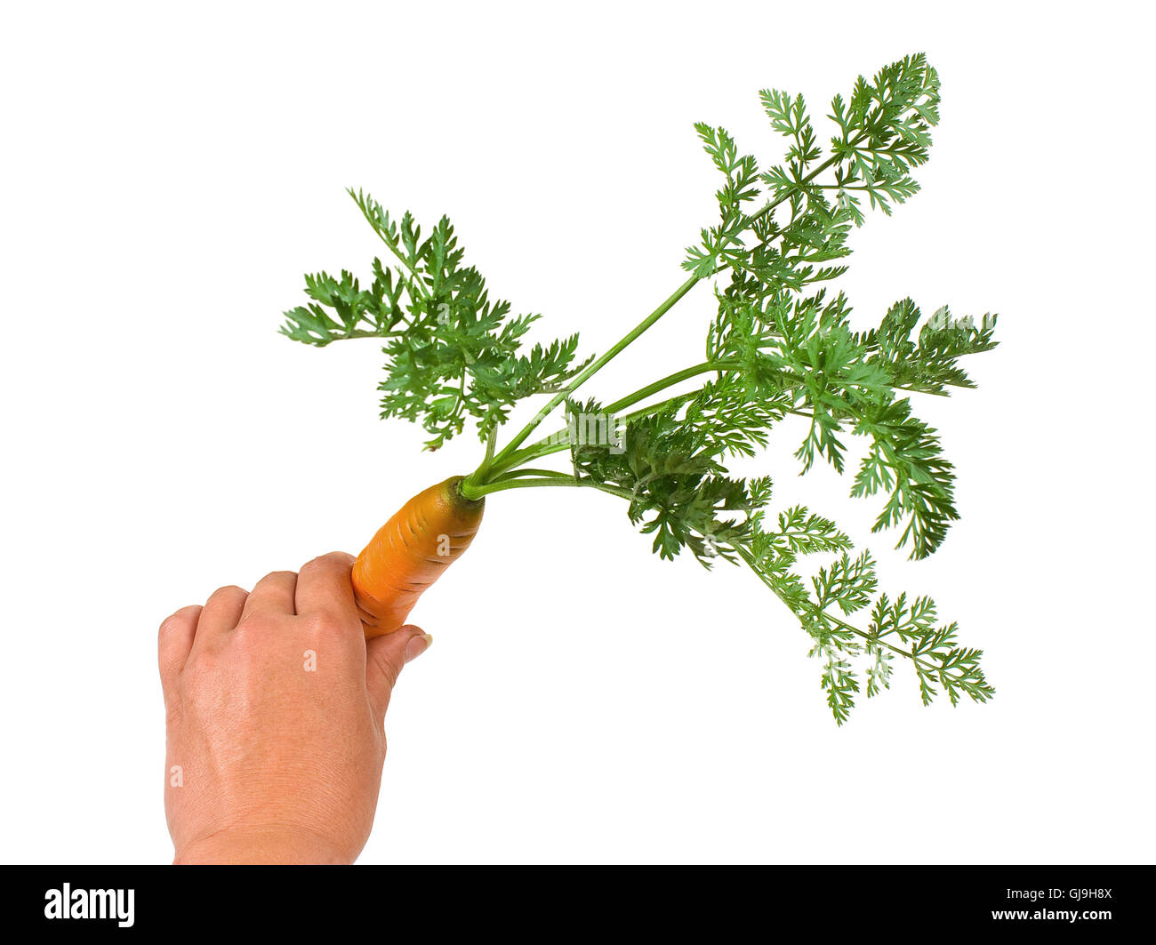Hand and carrot Cut Out Stock Images & Pictures - Alamy