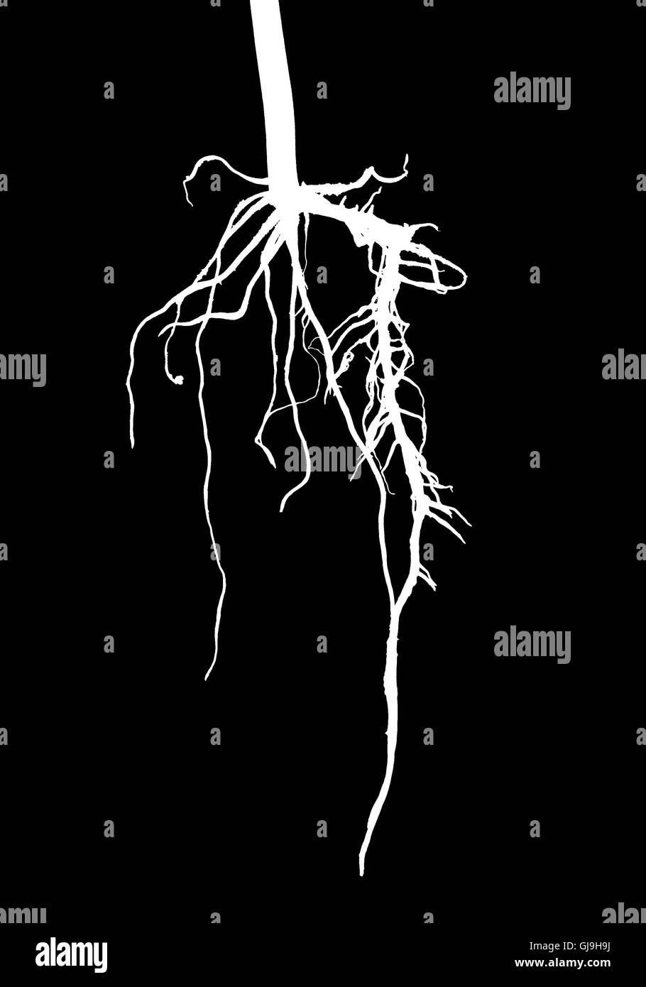 Small root Black and White Stock Photos & Images - Alamy