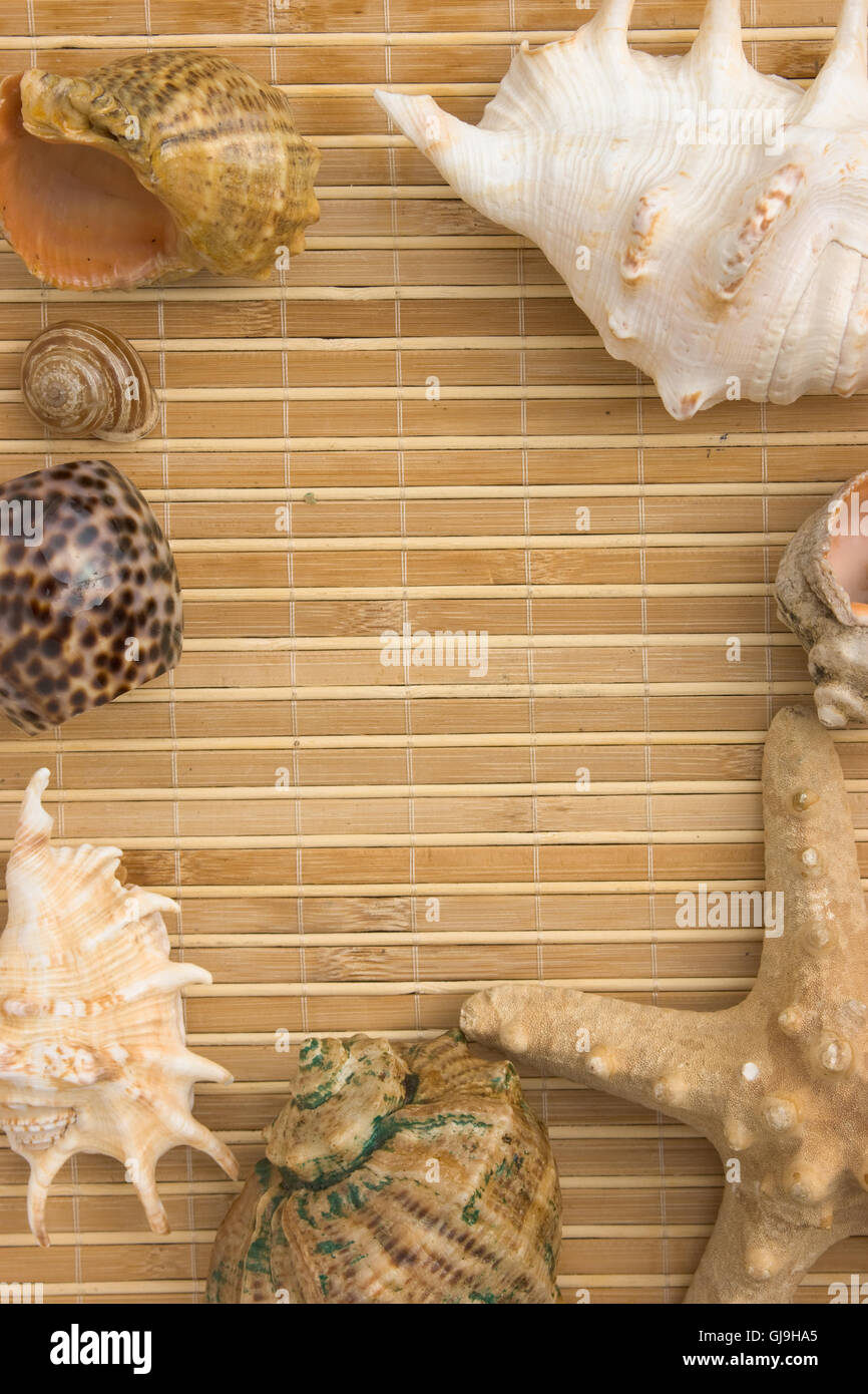 Frame of sea shells Stock Photo - Alamy