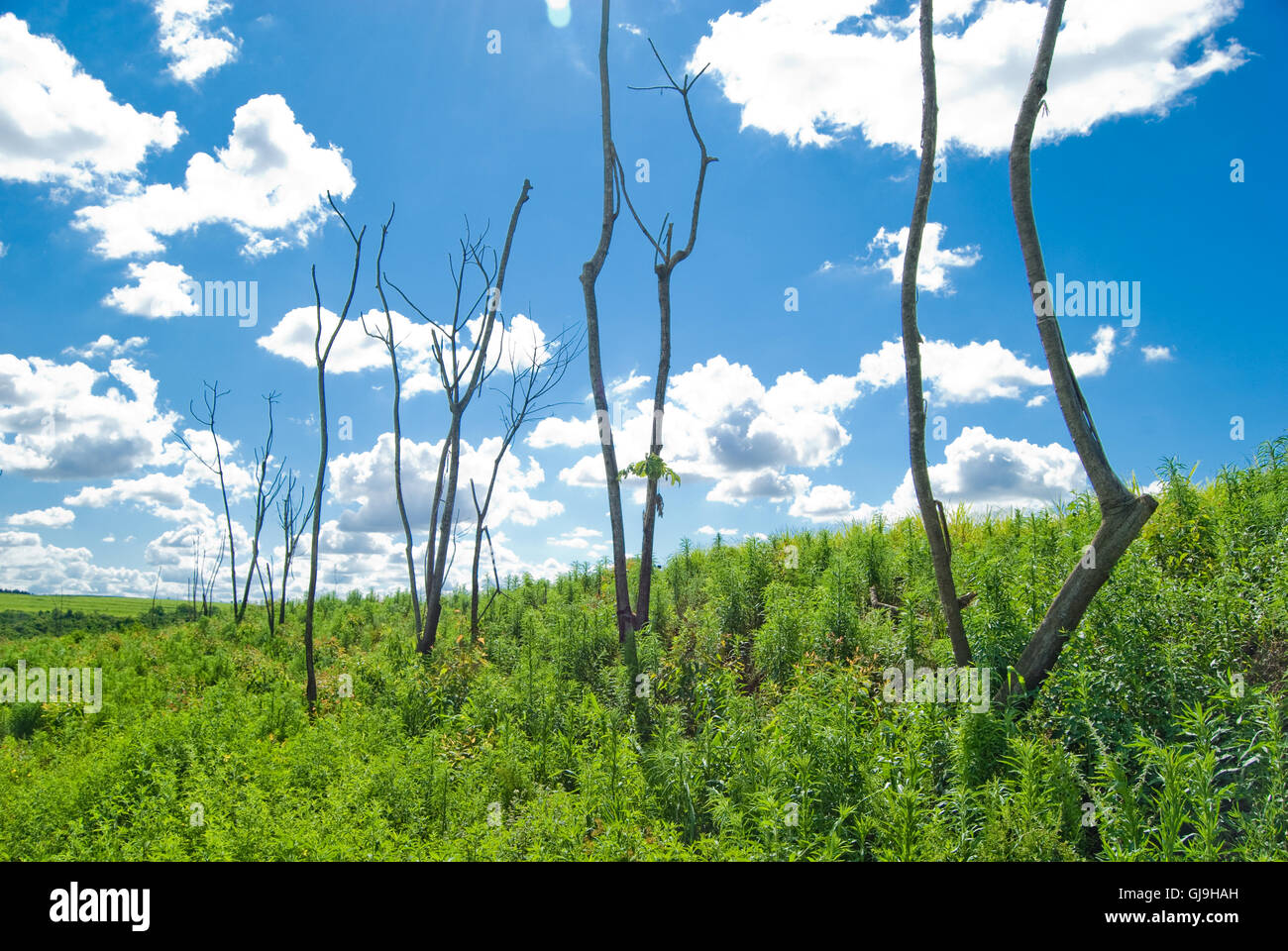 Barren tree line hi-res stock photography and images - Alamy