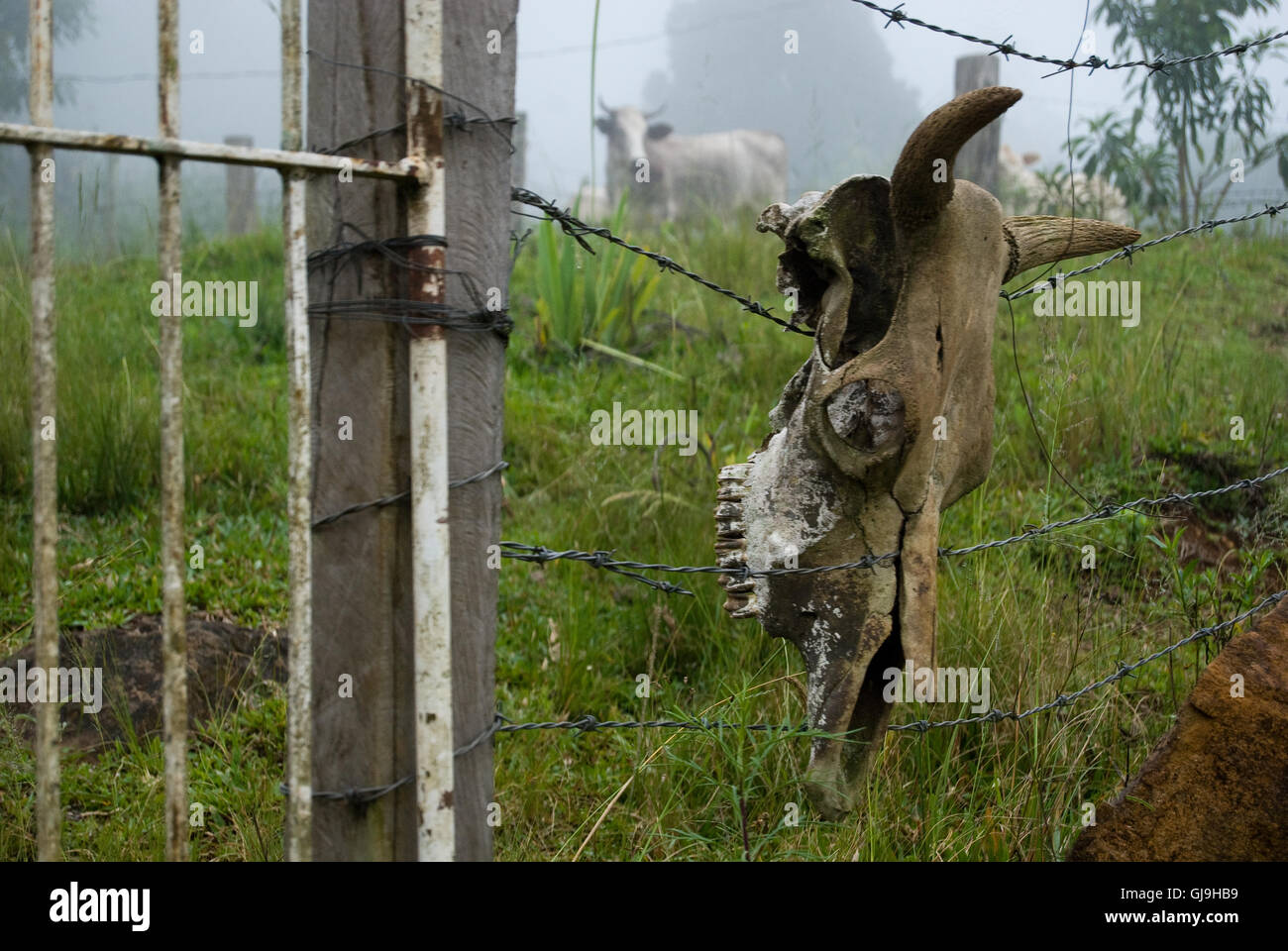 Ox skull hi-res stock photography and images - Alamy