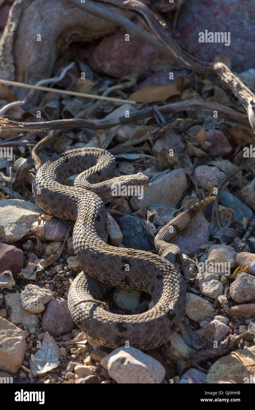 Female Banded Rock Rattlesnake, (Crotalus lepidus klauberi), Huachuca ...