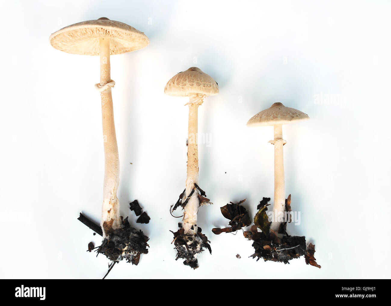 Organism group Cut Out Stock Images & Pictures - Alamy