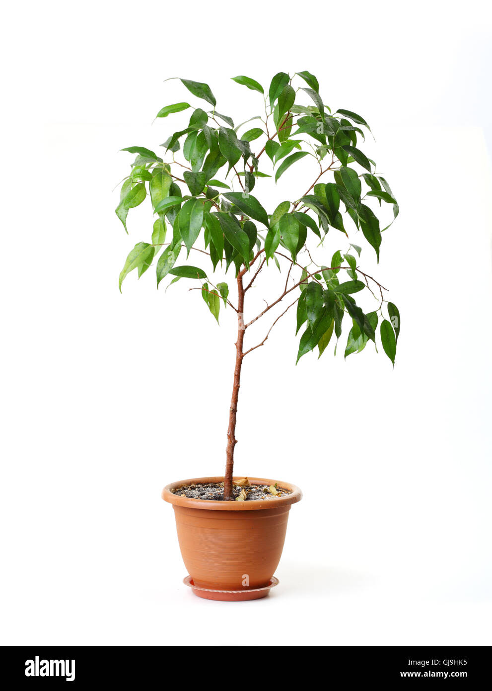 Green ficus tree in a brown pot. Isolated white Stock Photo - Alamy