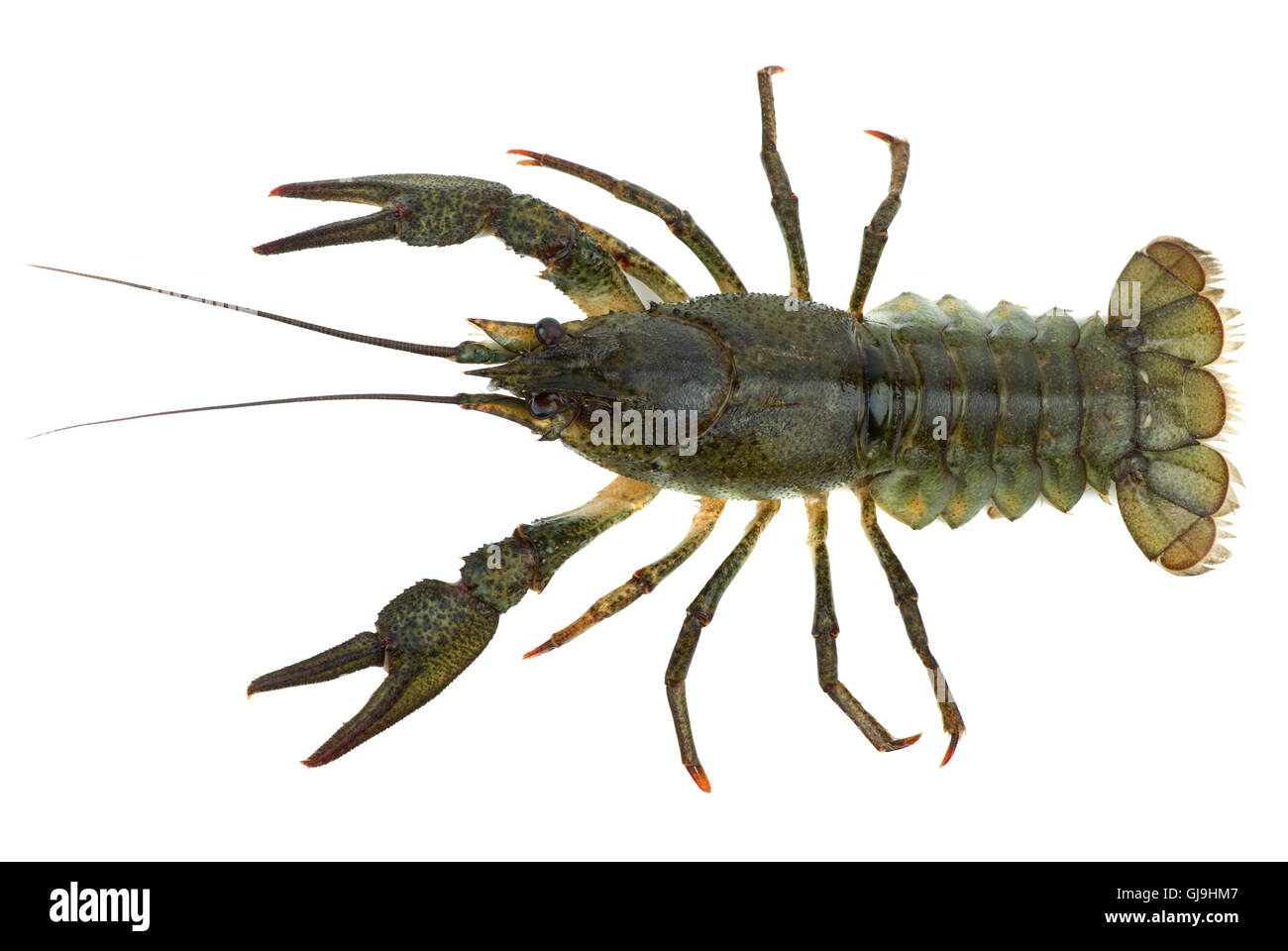 Crawfish. View from above Stock Photo - Alamy