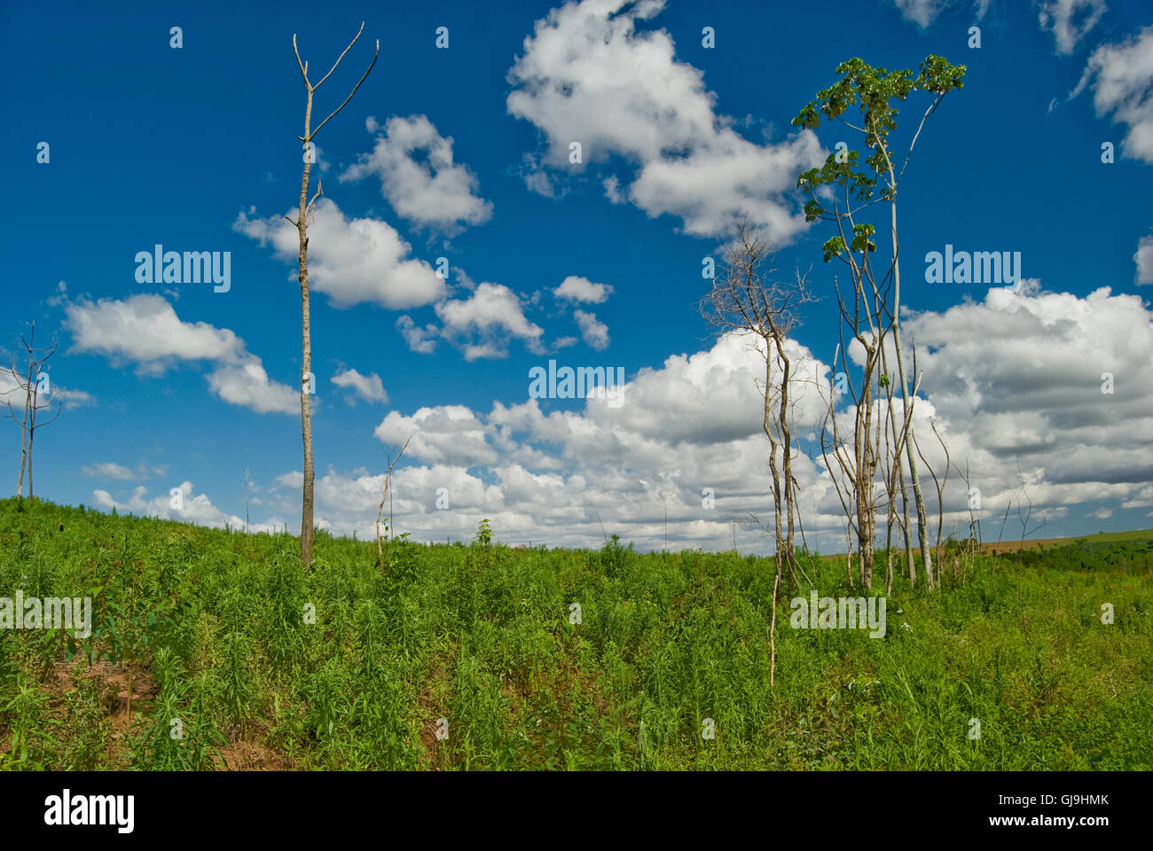 Barren tree line hi-res stock photography and images - Alamy