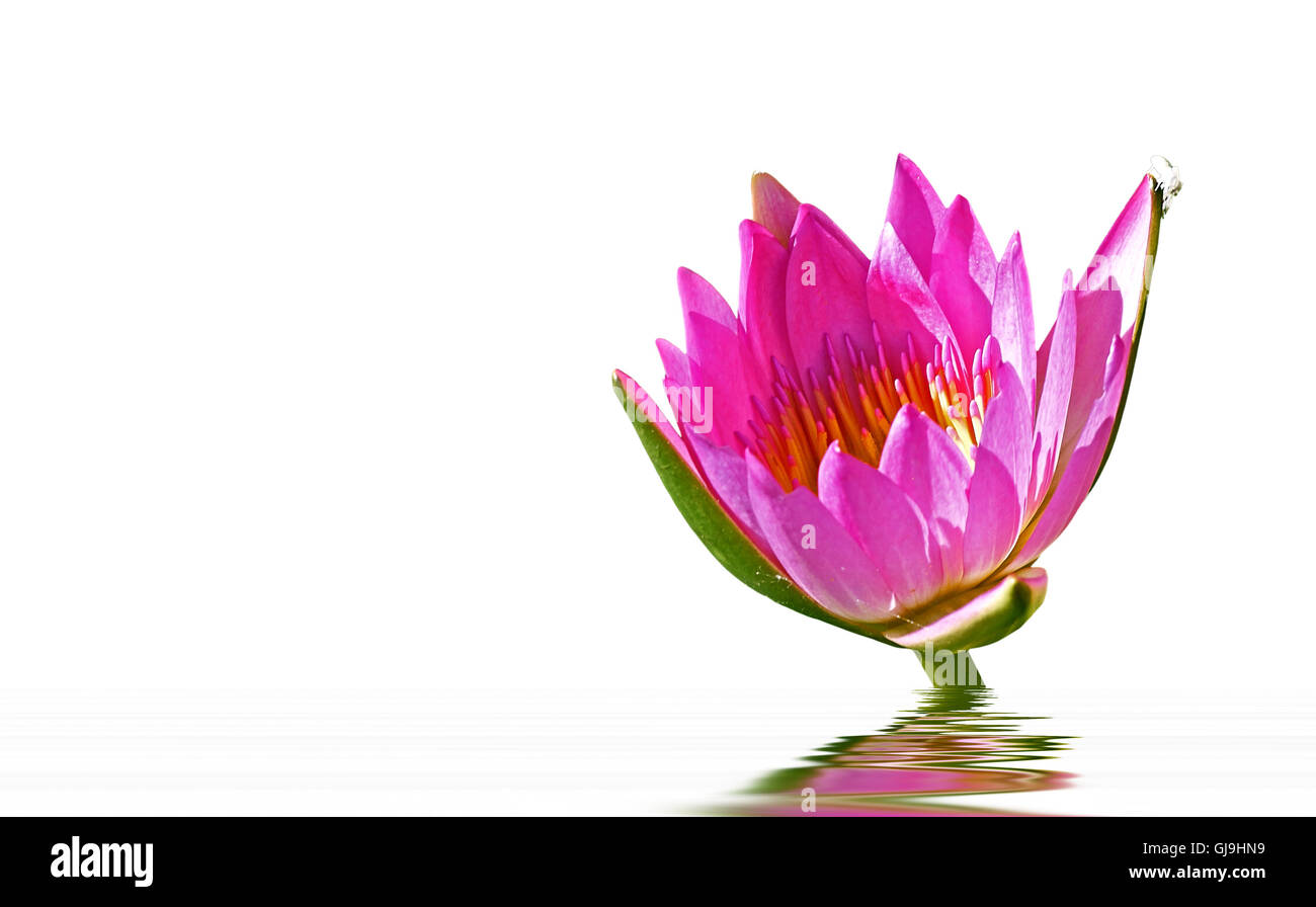 Flowers of lily Cut Out Stock Images & Pictures - Alamy