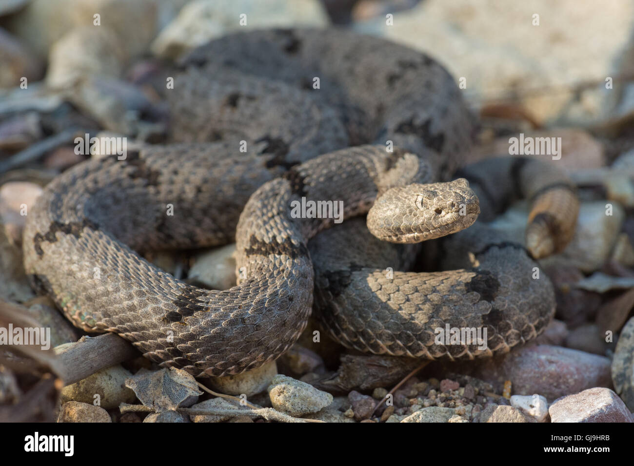 Female Banded Rock Rattlesnake, (Crotalus lepidus klauberi), Huachuca ...